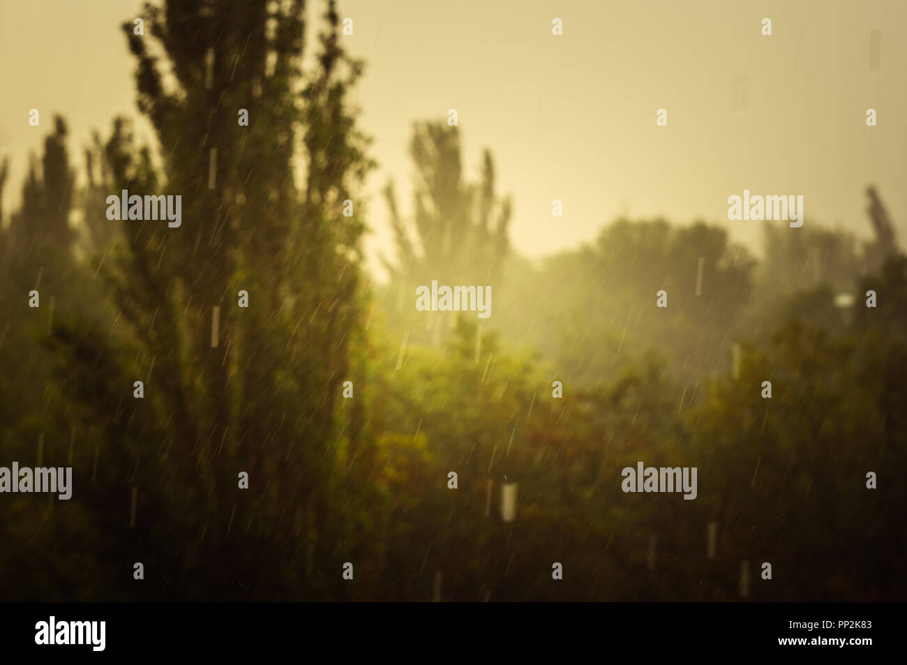 Landscape with green trees in a heavy summer rain Stock Photo - Alamy
