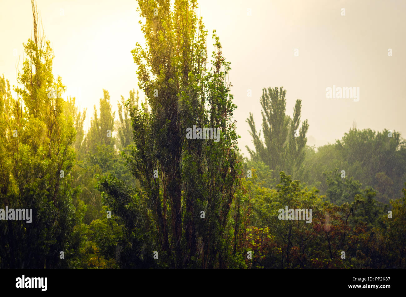 Landscape with green trees in a heavy summer rain Stock Photo - Alamy
