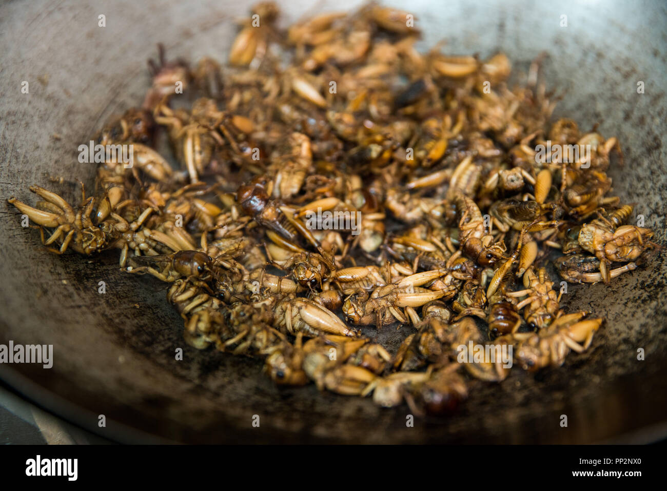 Roasted insect hi-res stock photography and images - Alamy