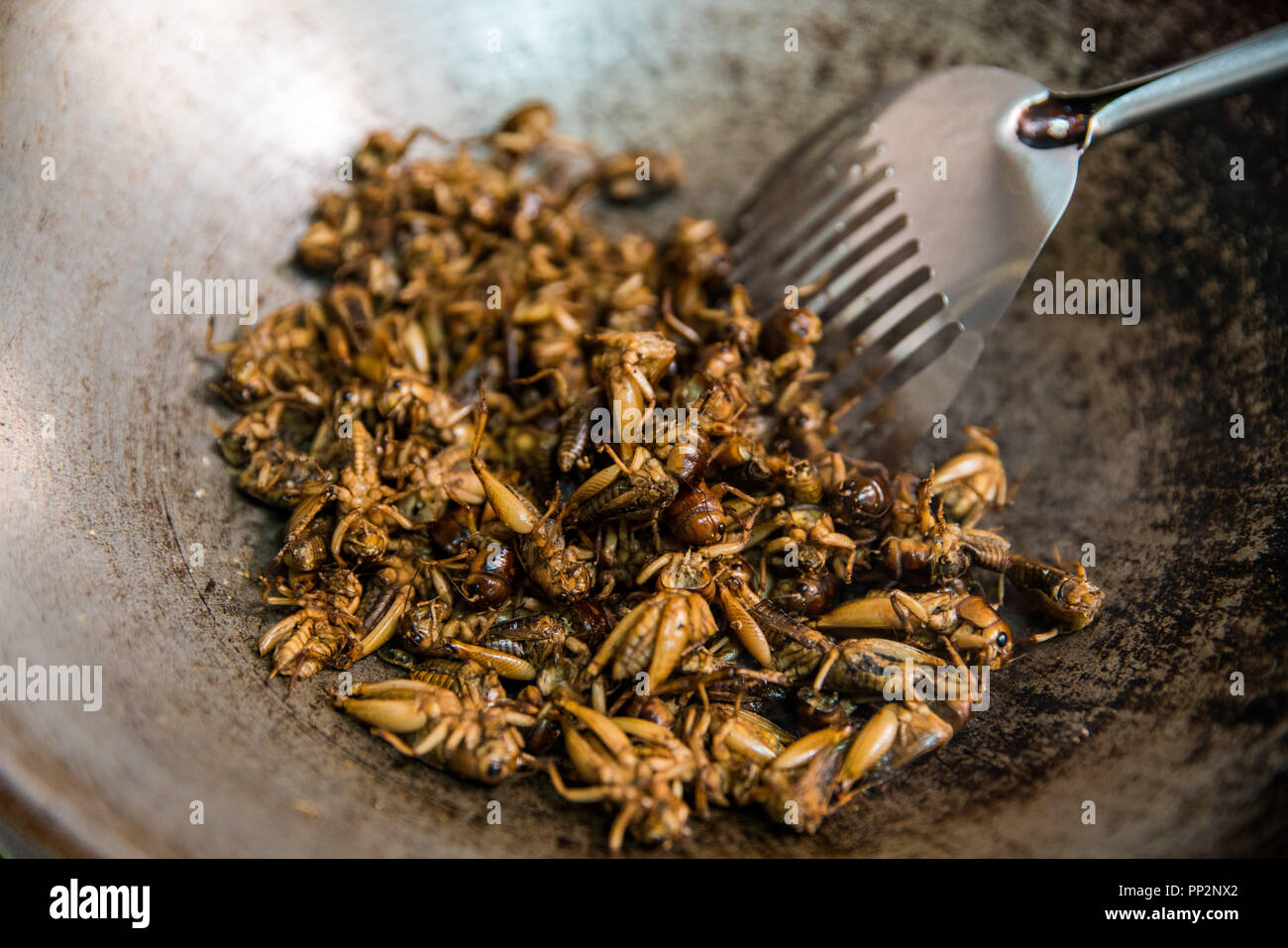 Roasted cricket, fried Insect in pan, cooking for meal Stock Photo - Alamy
