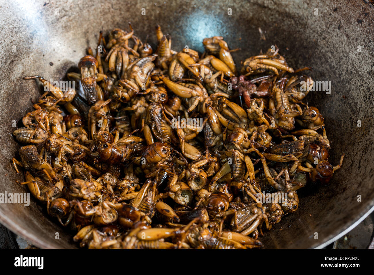 Fried cricket hi-res stock photography and images - Alamy