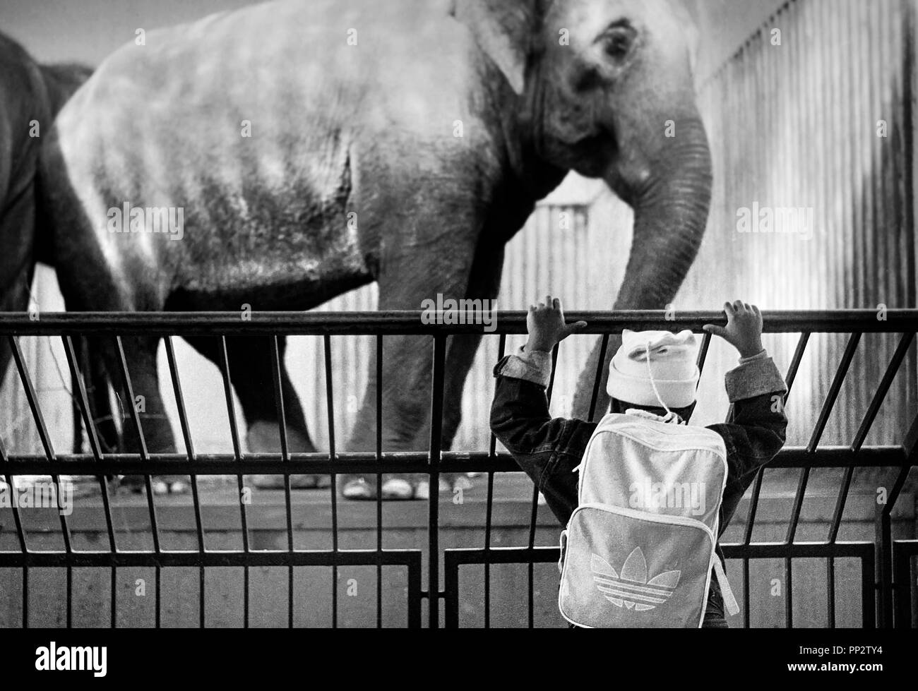 Elephants at Skansen in Stockholm, Sweden Stock Photo - Alamy