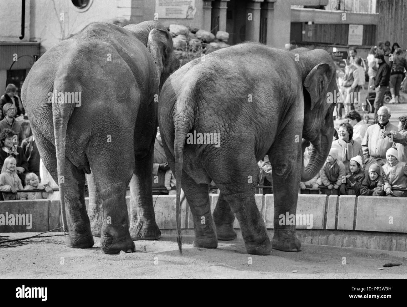 Elephants at Skansen STOCKHOLM, SWEDEN -1987 Stock Photo - Alamy