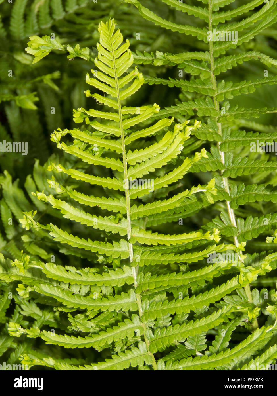 Close up view of a fern leaf UK Stock Photo - Alamy