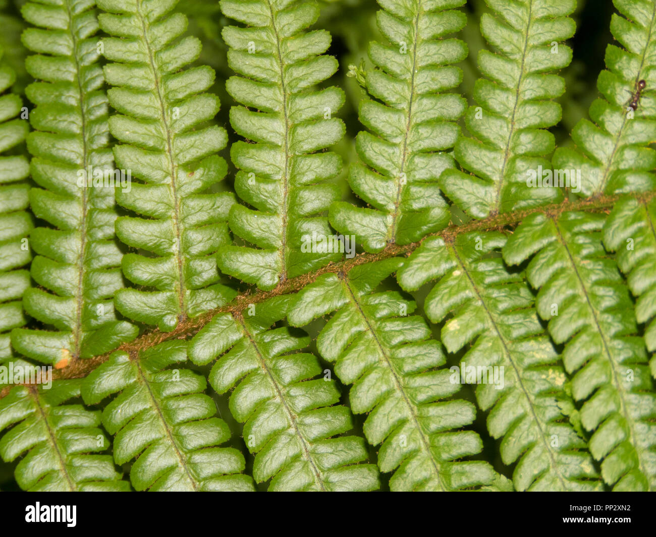 Close up view of a fern leaf UK Stock Photo - Alamy