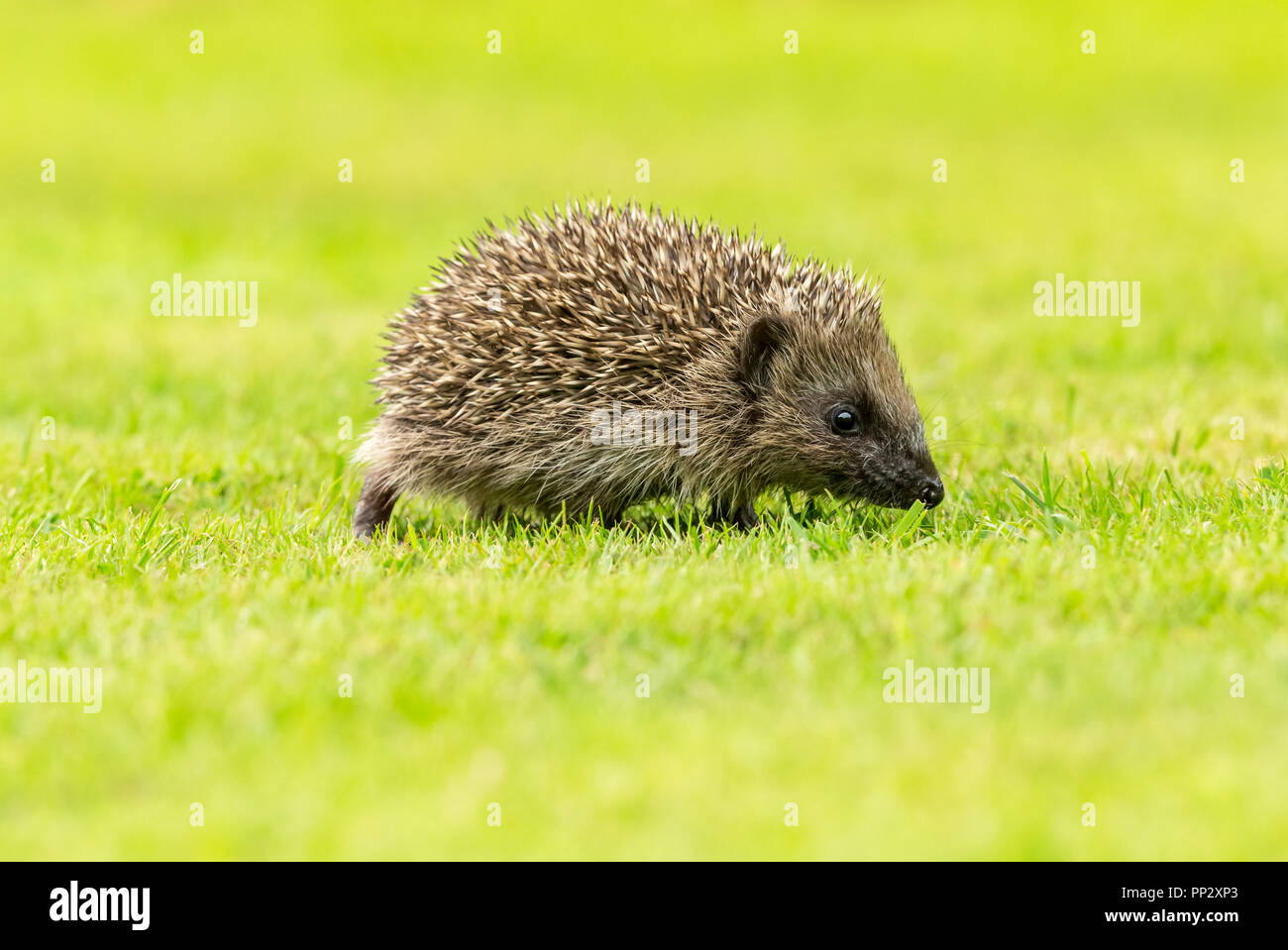 Hedgehog, young, wild, native, European hedgehog, facing right in ...