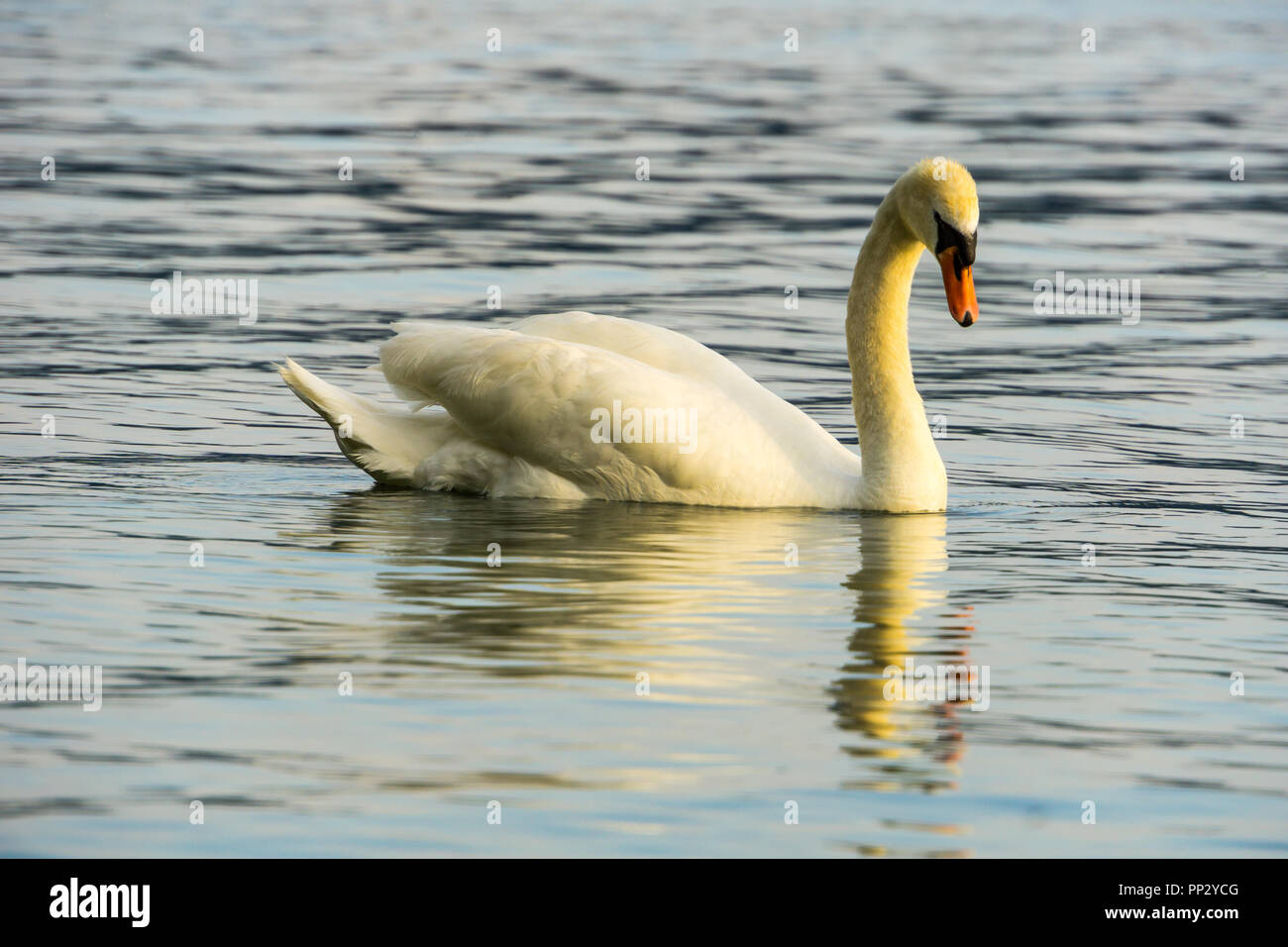 Beautiful swan hi-res stock photography and images - Alamy