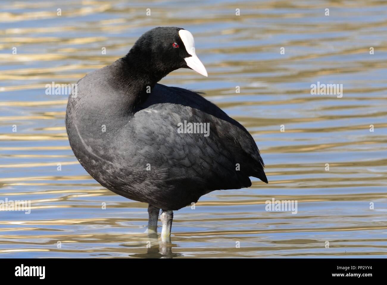 Portrait of a coot standing in the water Stock Photo - Alamy