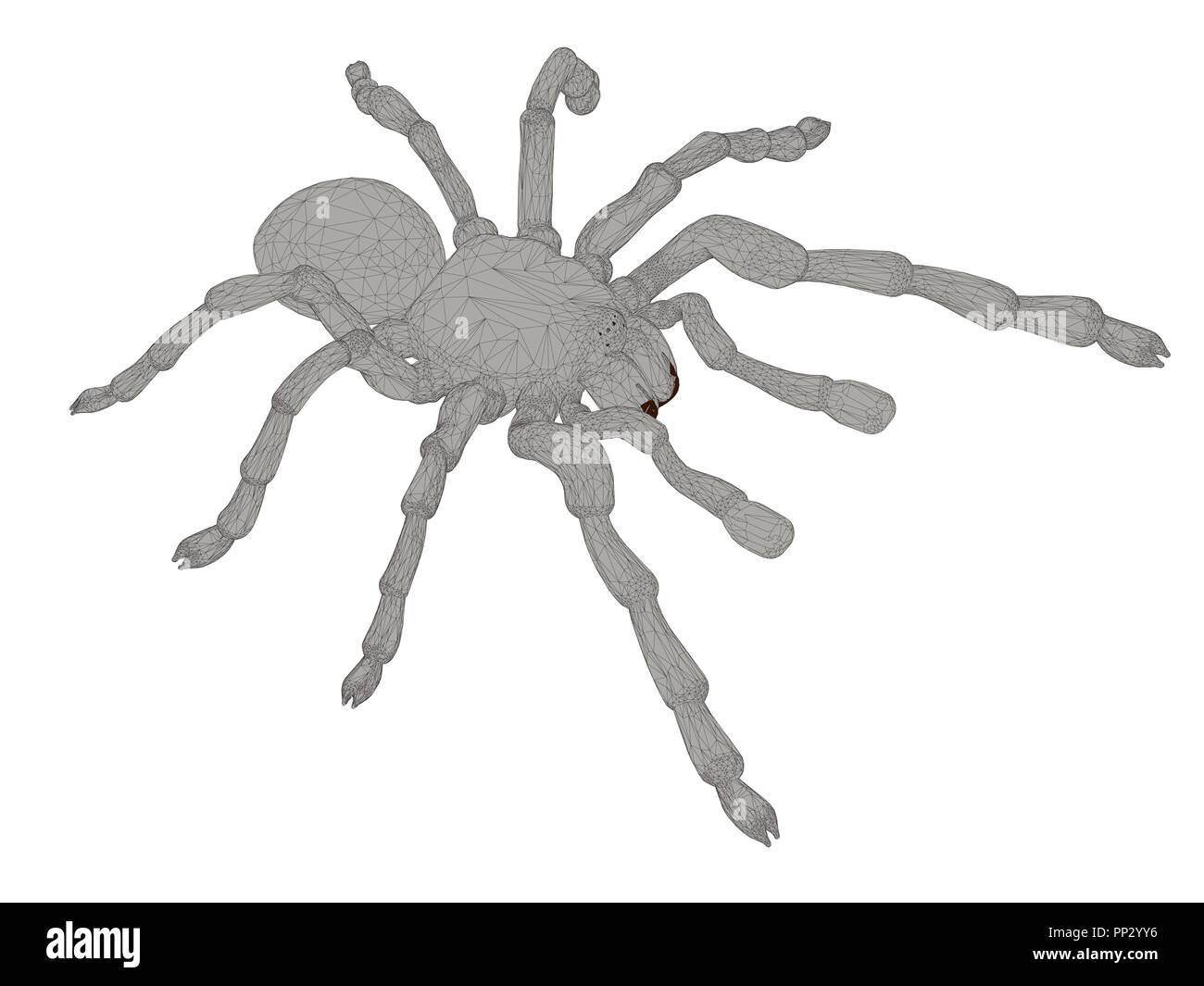 Vector illustration of polygonal tarantula. Isolated Stock Vector Image ...