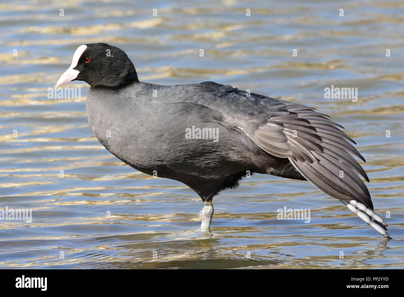 Portrait of a coot standing in the water Stock Photo - Alamy