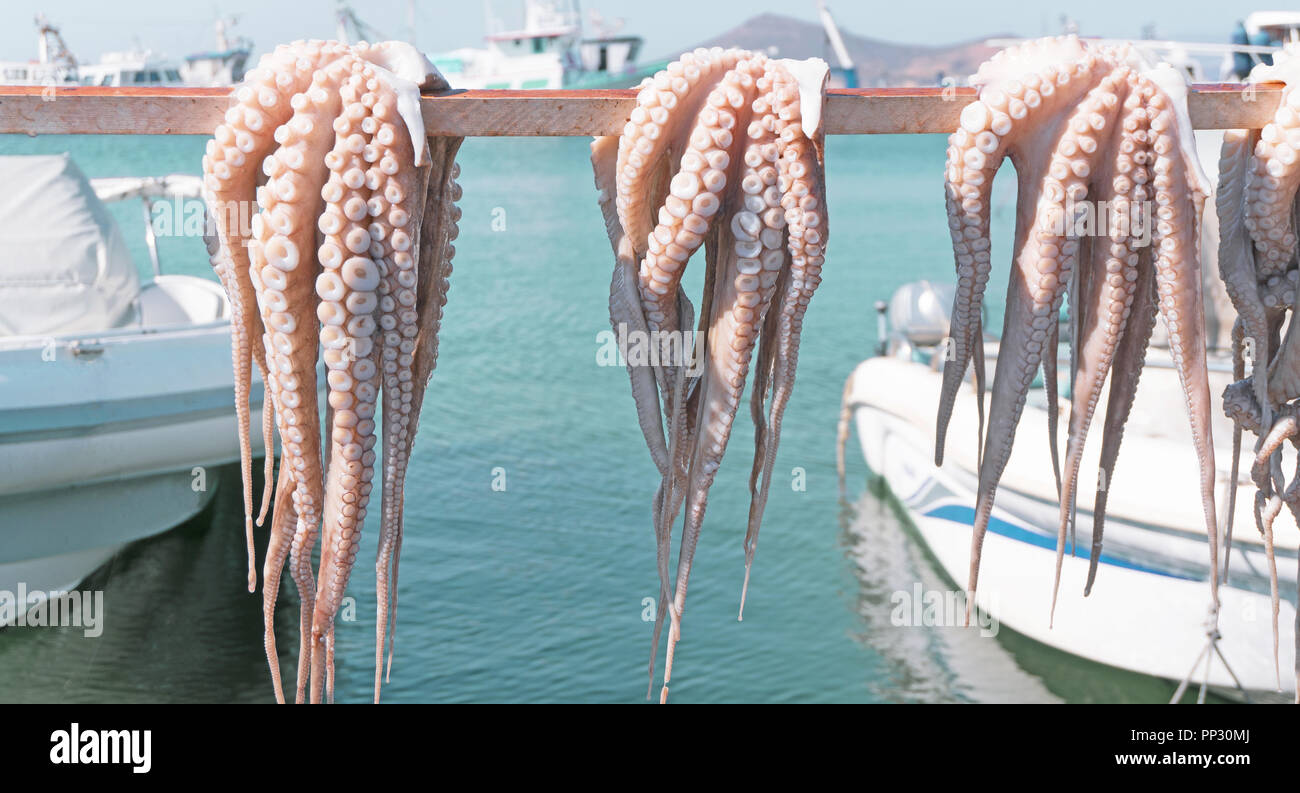 Fresh catch octopus is on sale on the beach. Seafood is hung on a ...