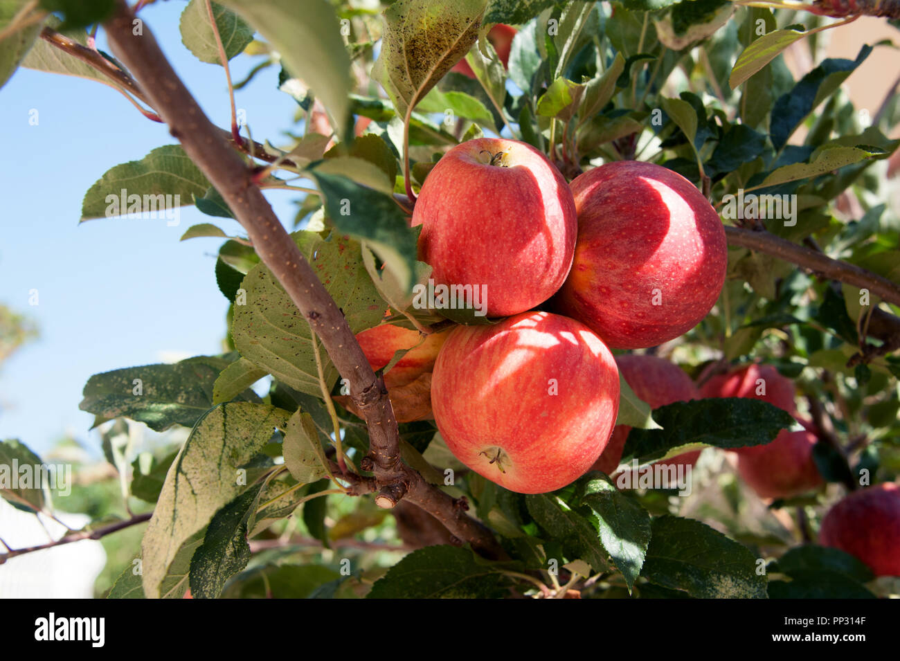 A cluster of red apples are fresh from the tree and ready for eating ...