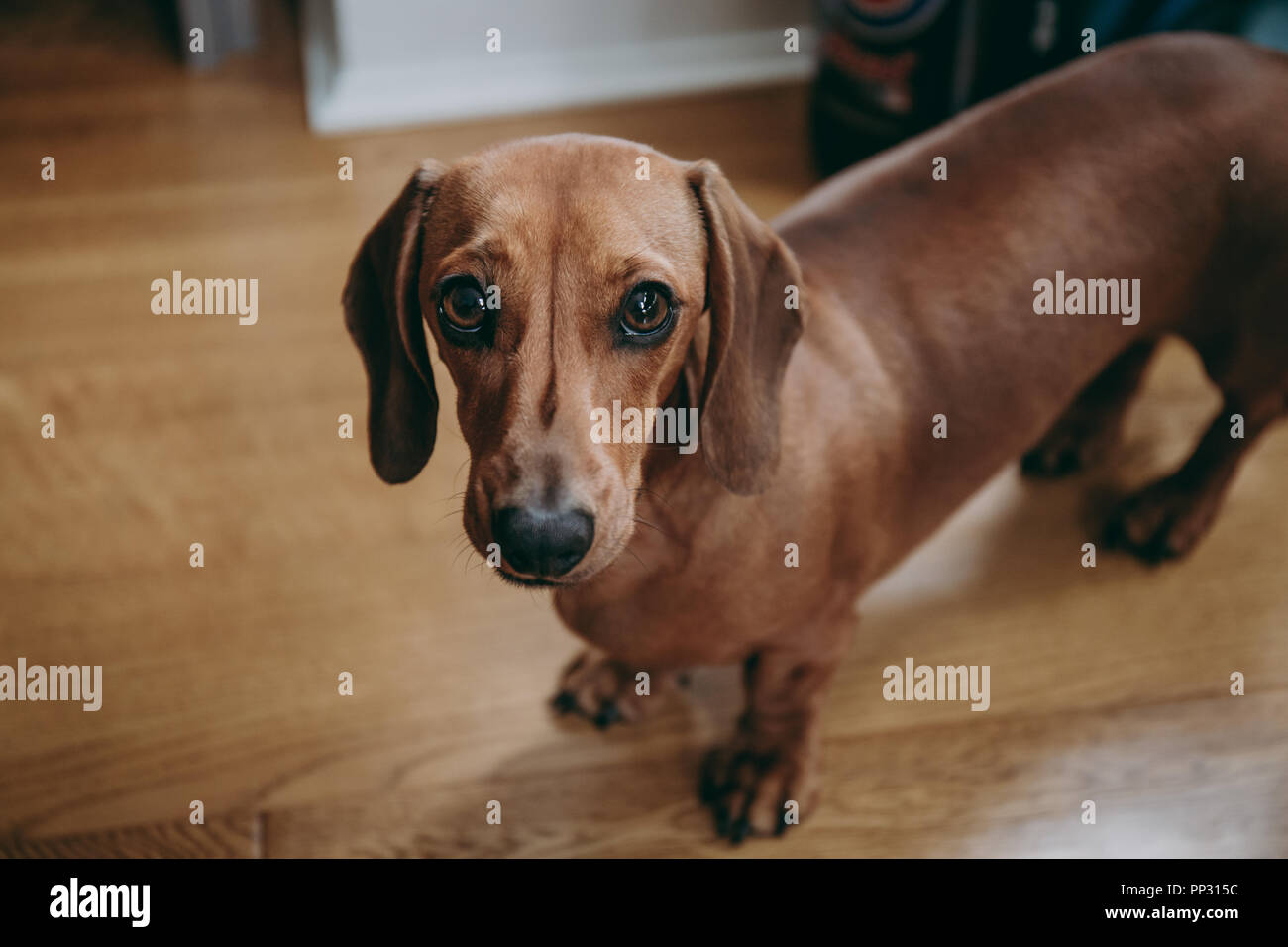 Smooth coat dachshund hi-res stock photography and images - Alamy