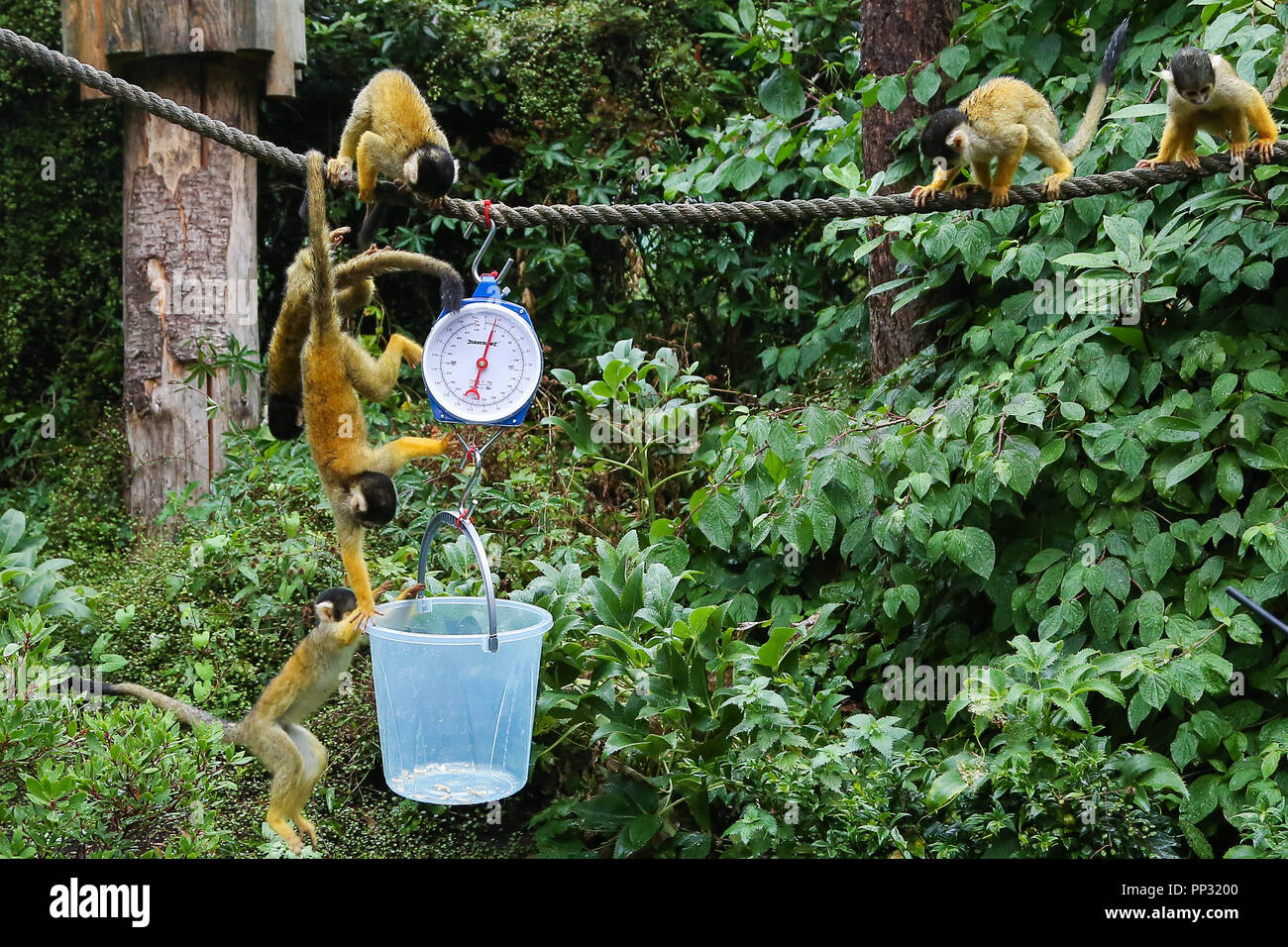 Weighting animals hi-res stock photography and images - Alamy
