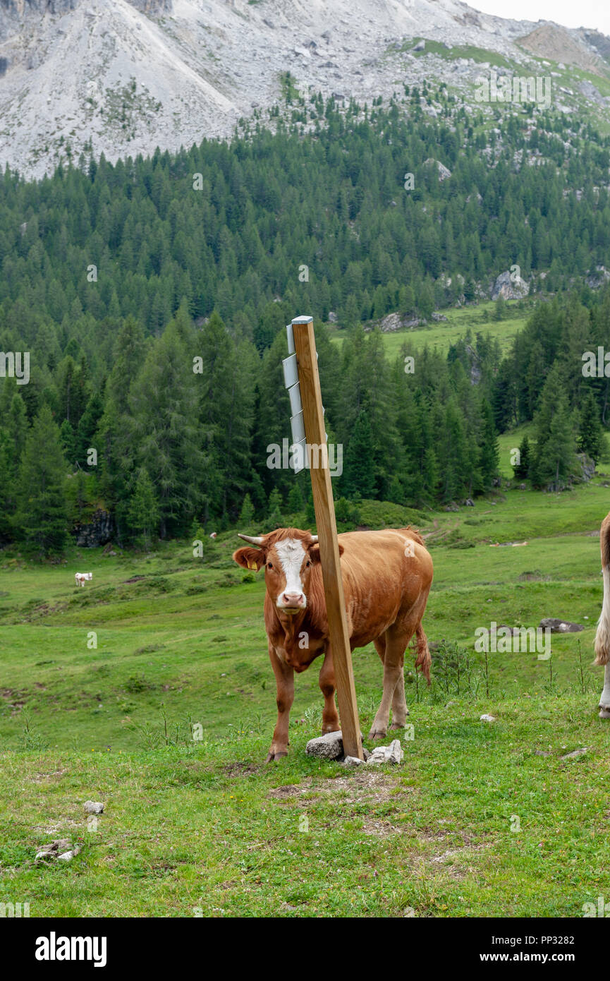 Moutain slope hi-res stock photography and images - Alamy
