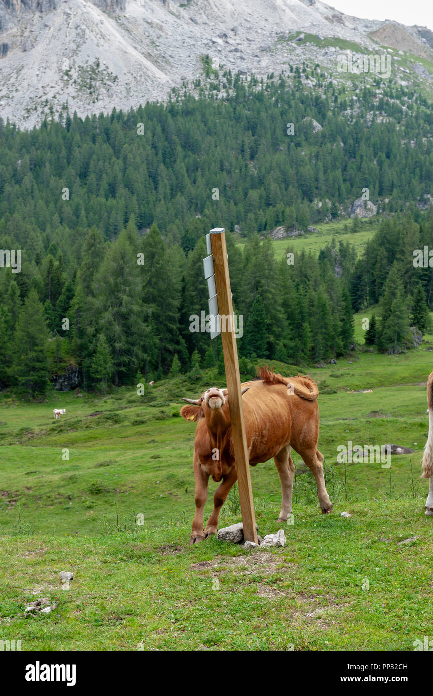 Cow Scratching High Resolution Stock Photography and Images - Alamy