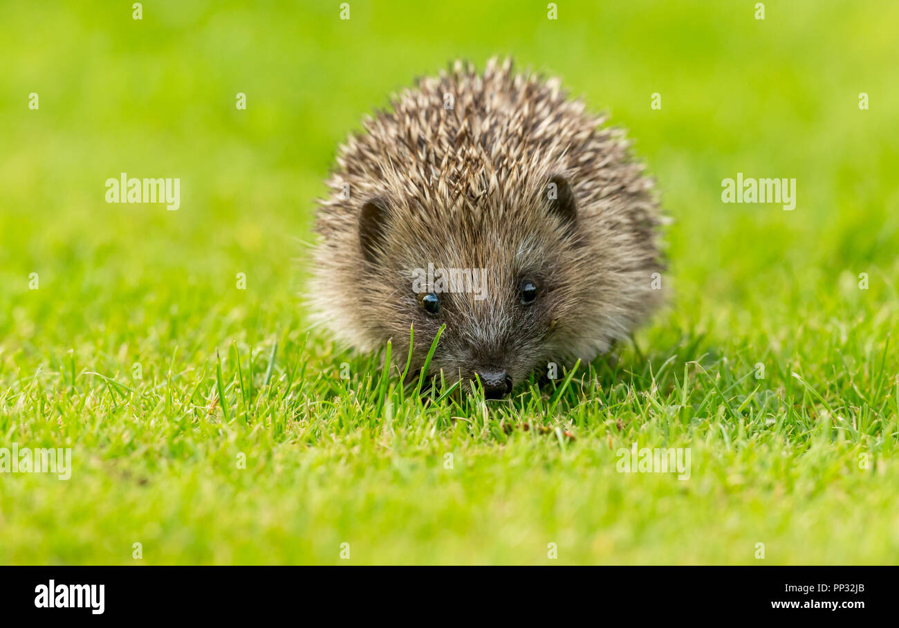 Hedgehog, young, wild, native, European hedgehog, facing forward in ...