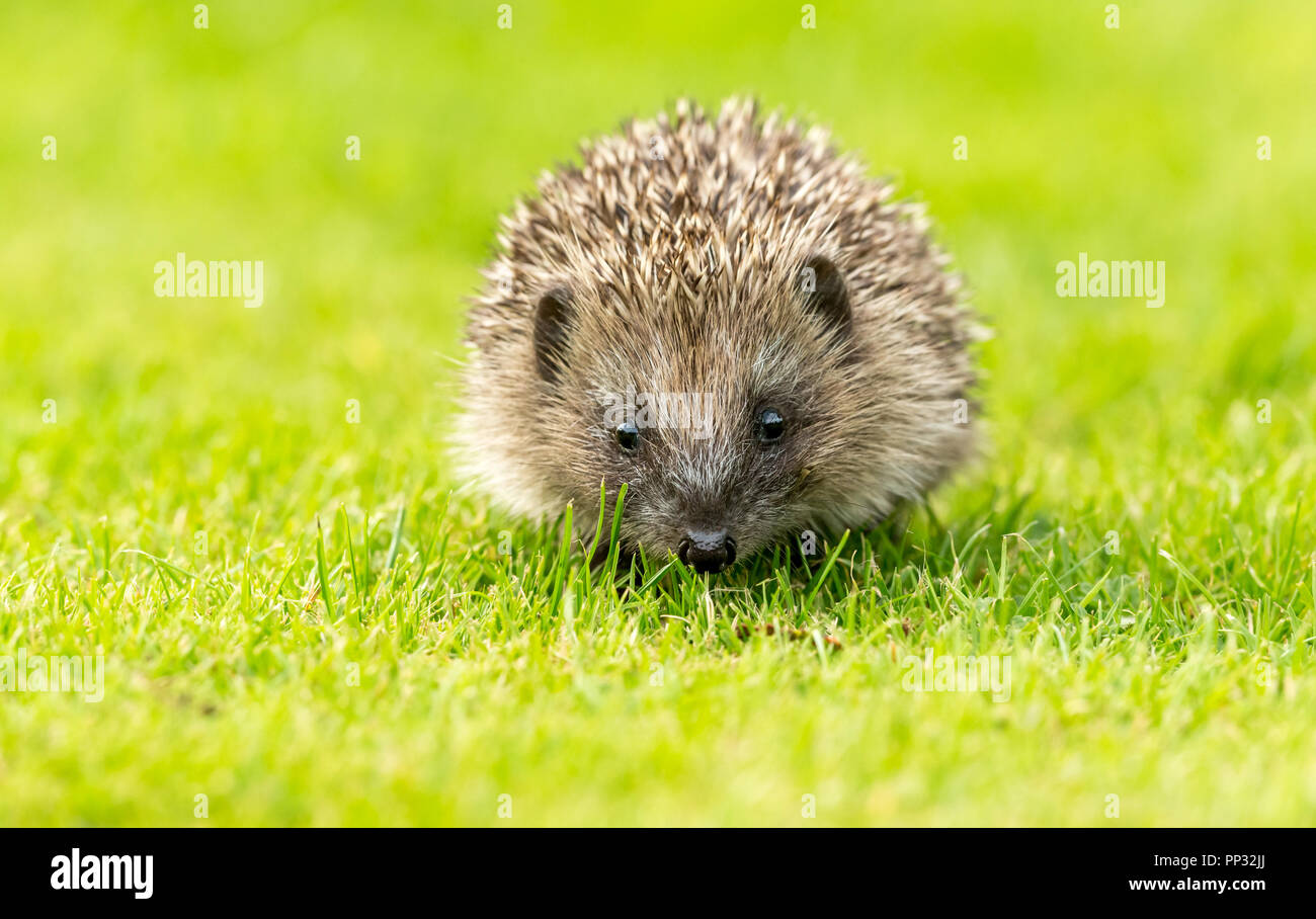 Juvenile hedgehogs hi-res stock photography and images - Alamy