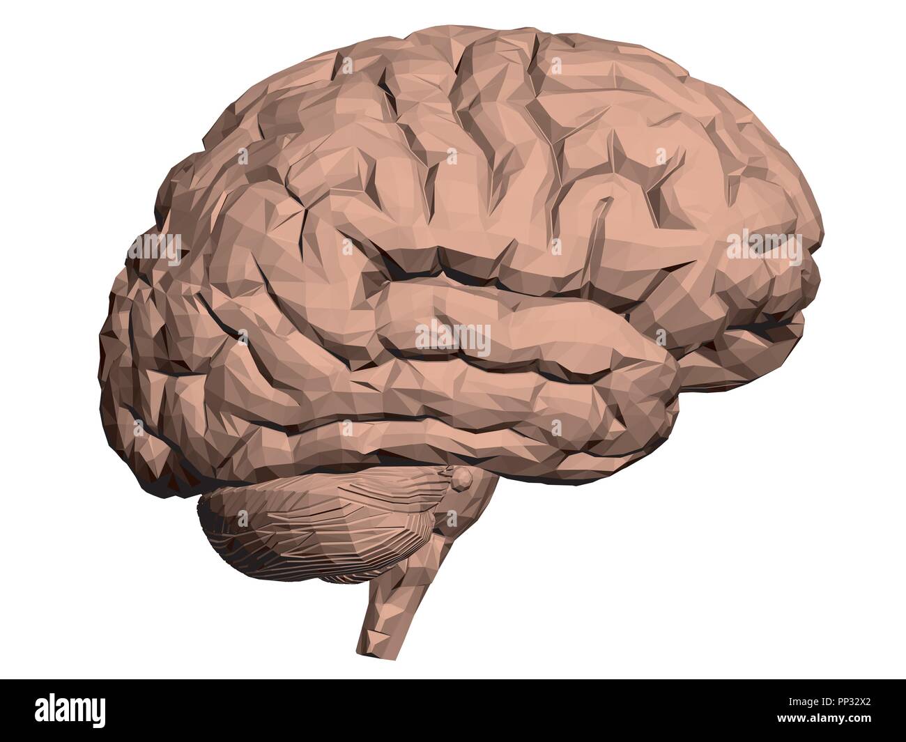 Vector illustration of a brain. Polygon. Isolated Stock Vector Image ...
