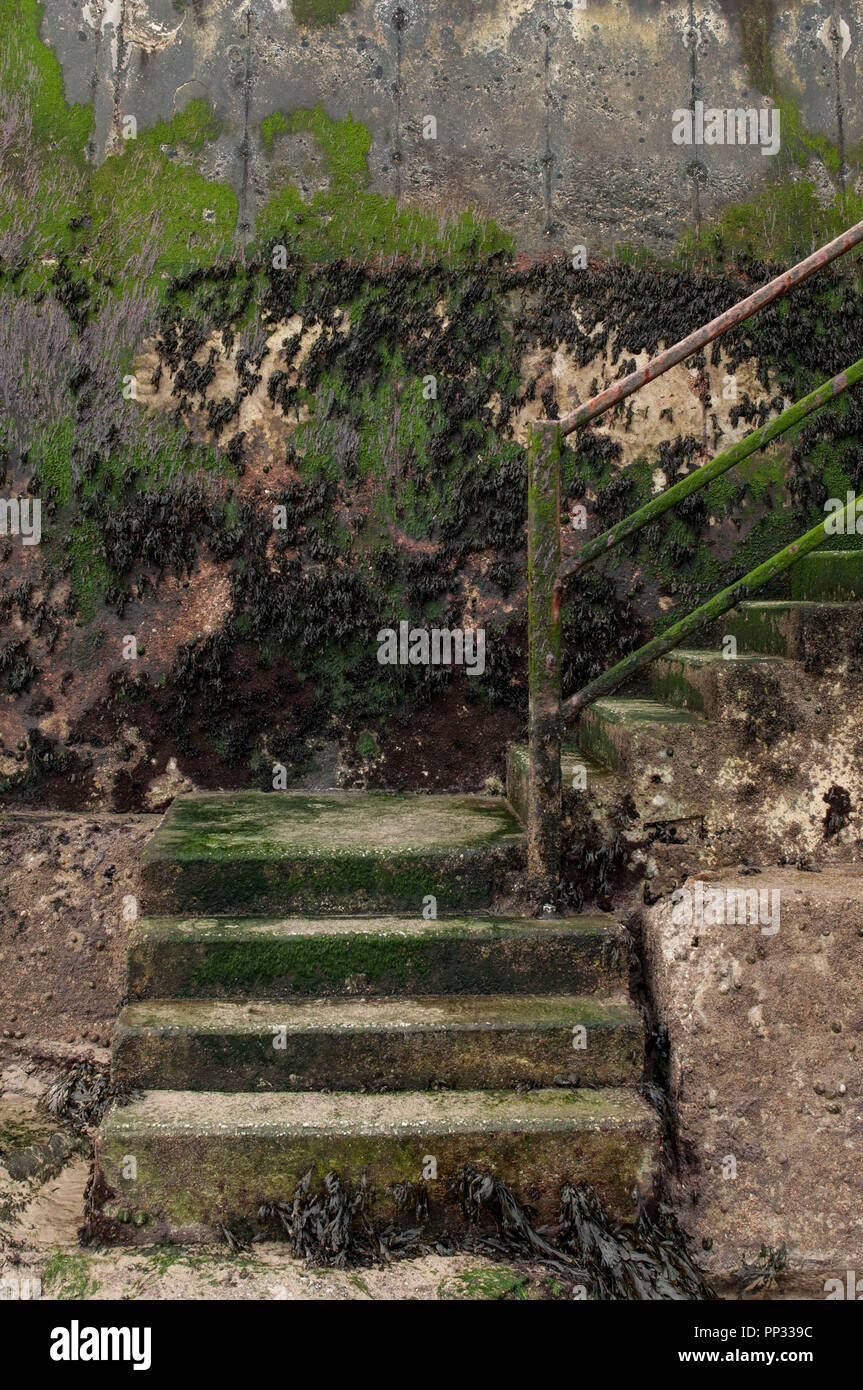 Old concrete steps with green moss leading to the sea Stock Photo - Alamy
