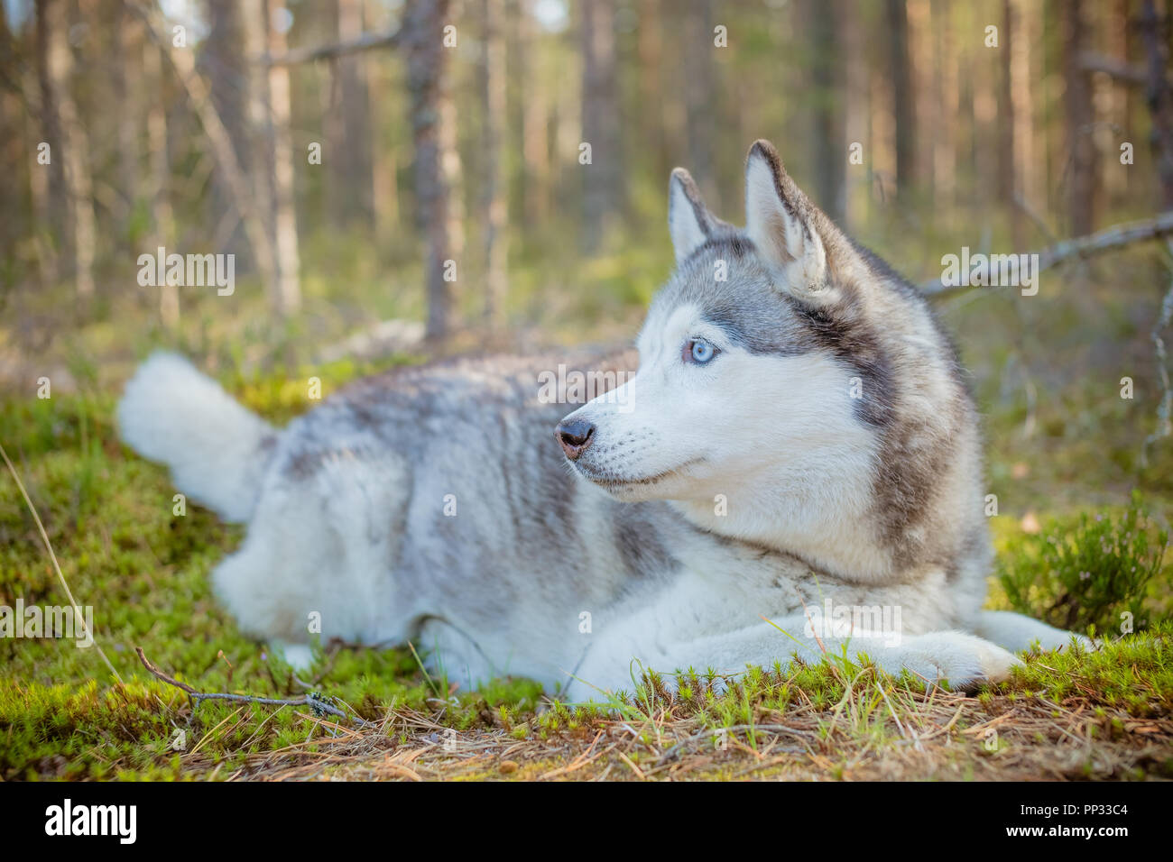Siberian husky dog walking on grass hi-res stock photography and images ...