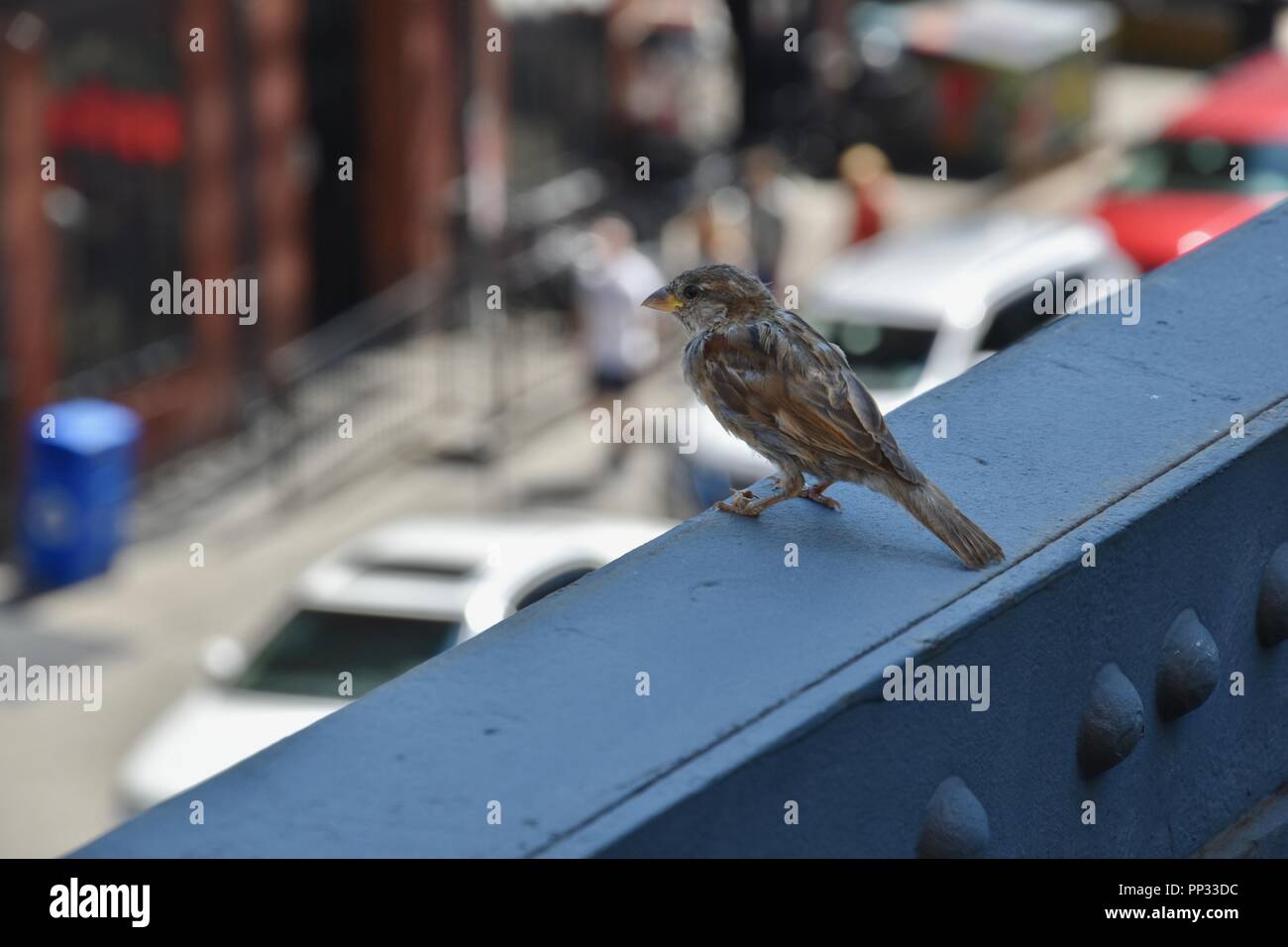 High line observation deck hi-res stock photography and images - Alamy