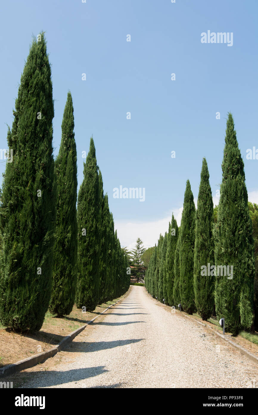 Street with cypress trees hi-res stock photography and images - Alamy