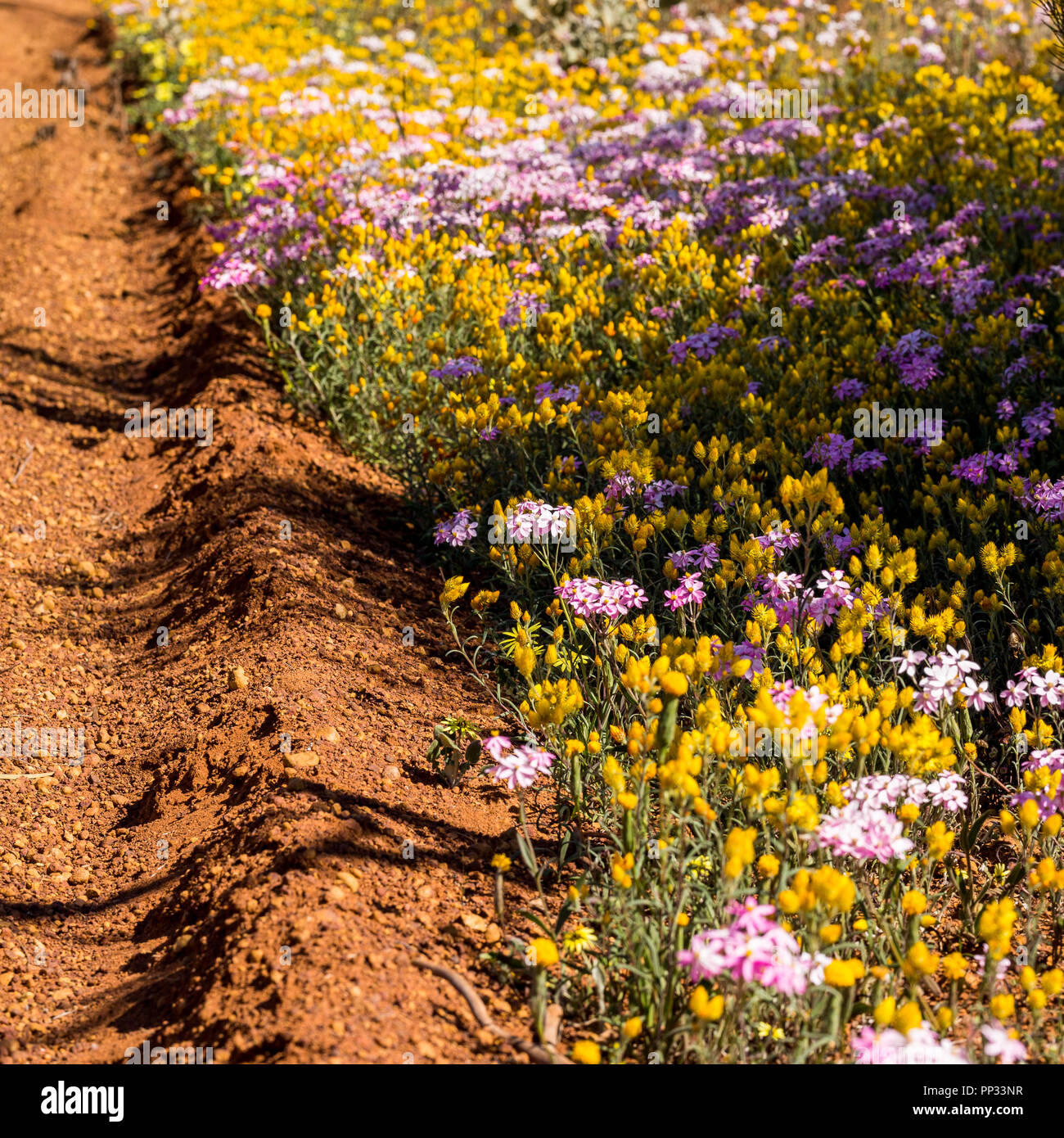 Colourful everlasting wildflowers roadside outback WA Stock Photo - Alamy
