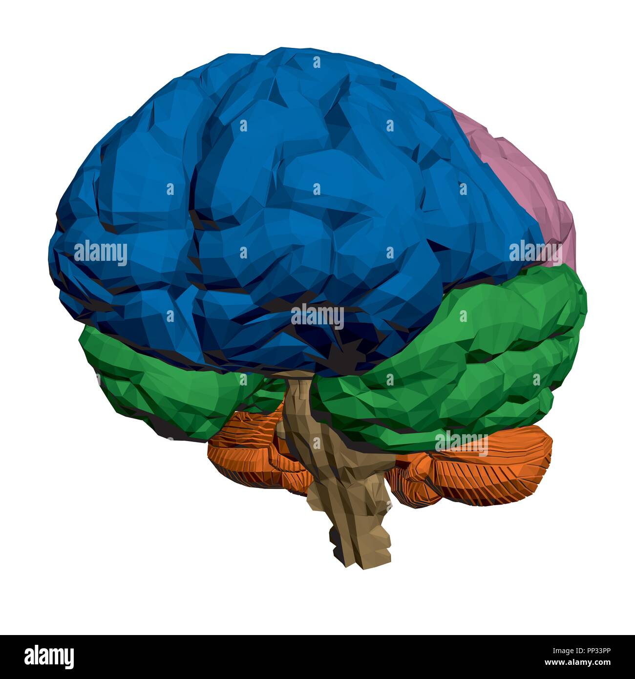 Vector illustration of a brain. The parts are painted in different ...