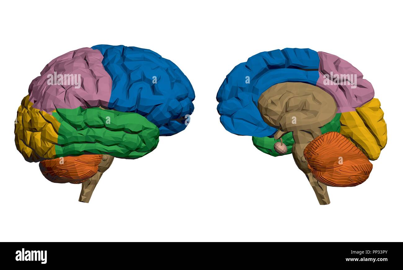 Different parts of the brain hi-res stock photography and images - Alamy