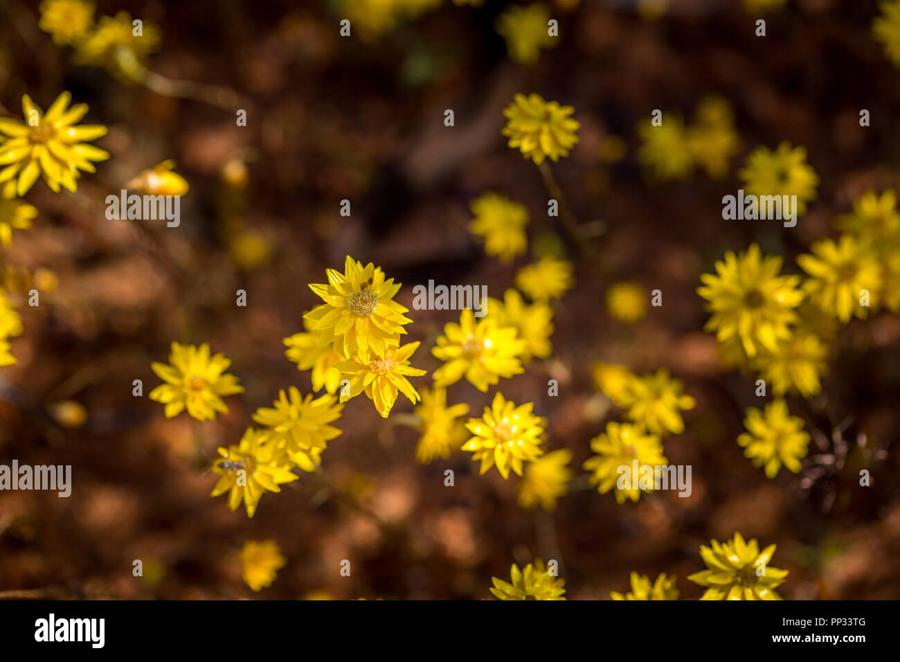 Pretty yellow Everlastings in dappled light Stock Photo - Alamy