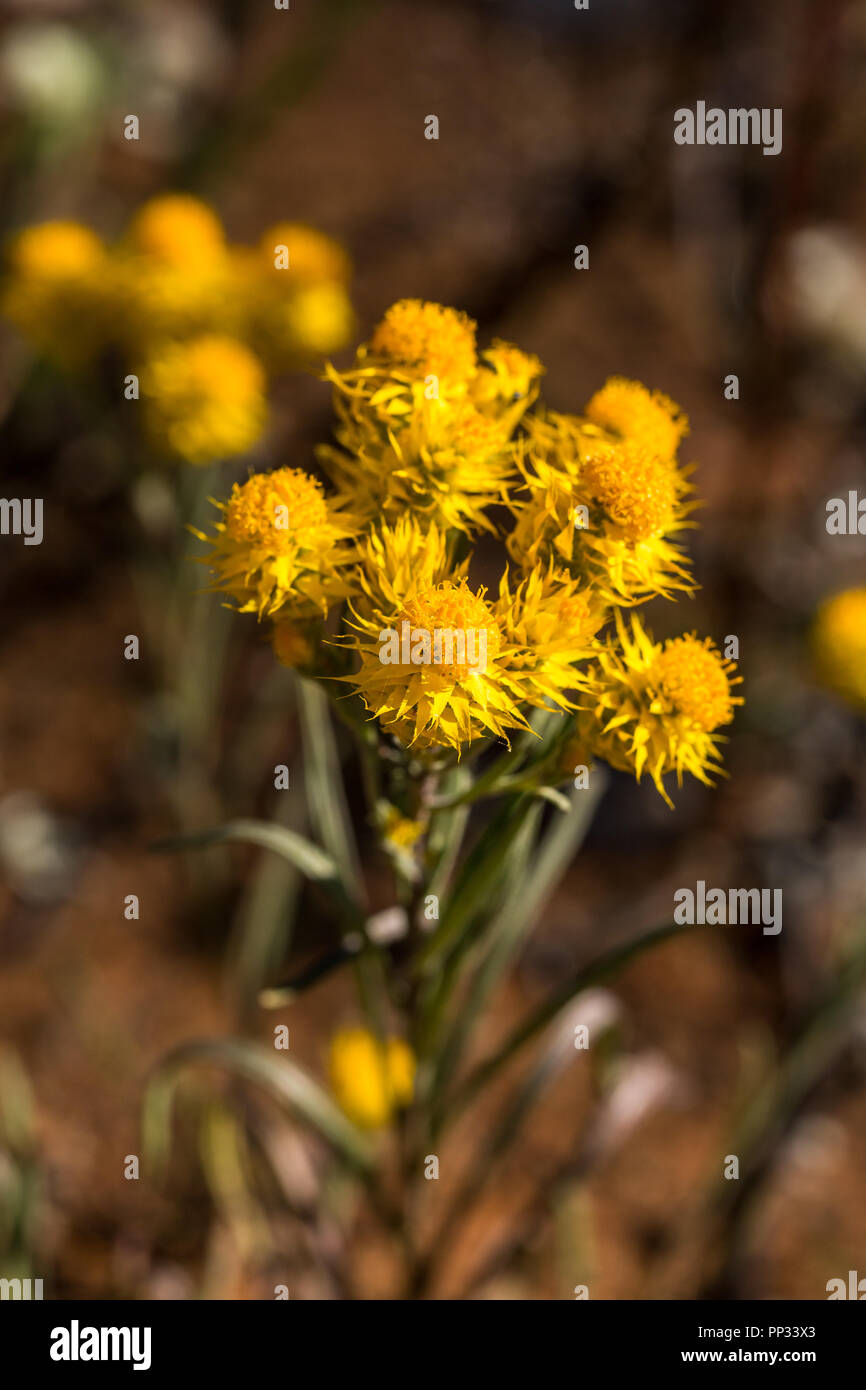 Everlastings western australia hi-res stock photography and images - Alamy