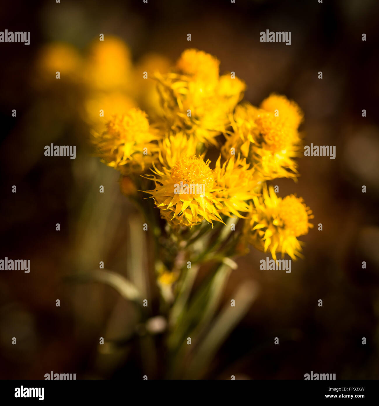 Everlastings western australia hi-res stock photography and images - Alamy