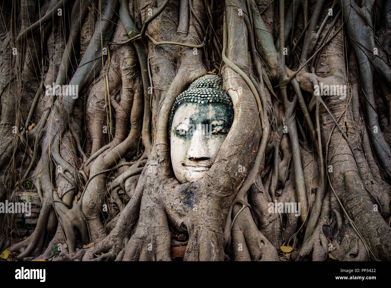 Buddha india tree stone hi-res stock photography and images - Alamy