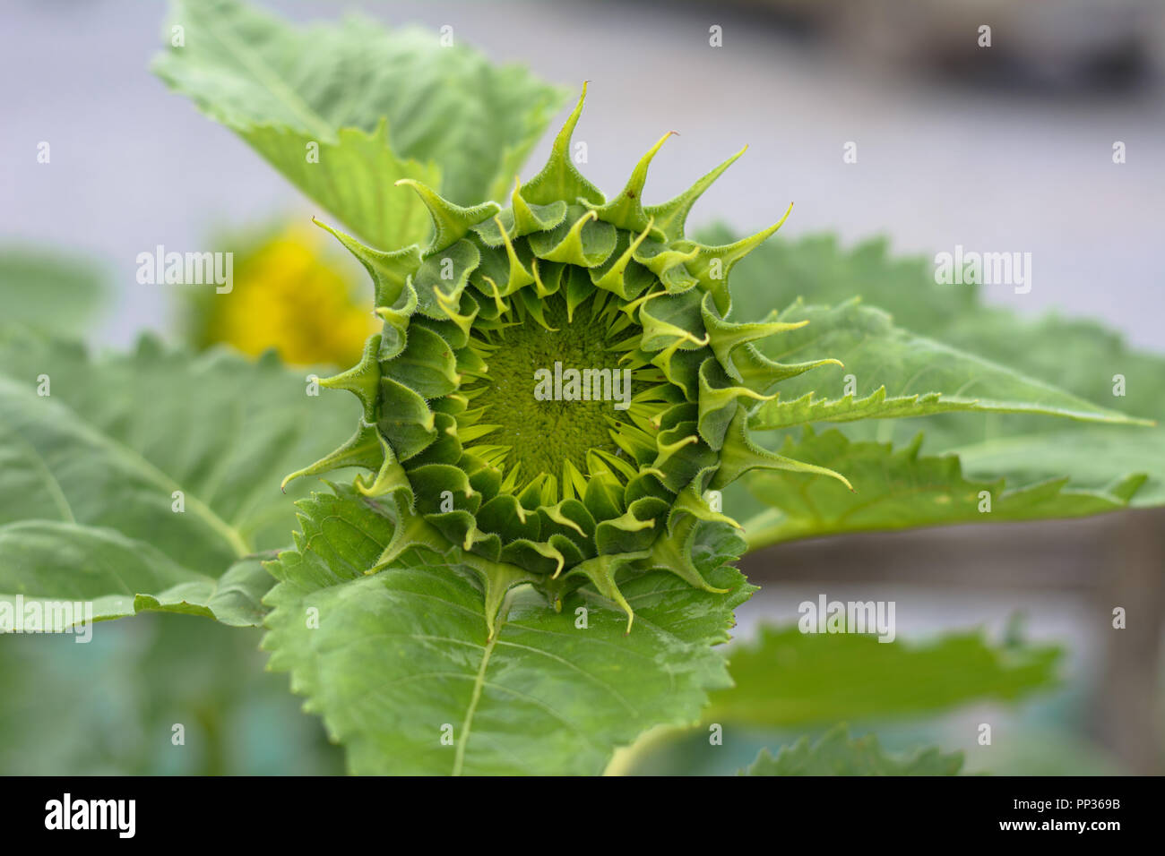 Sunflower growing hi-res stock photography and images - Alamy