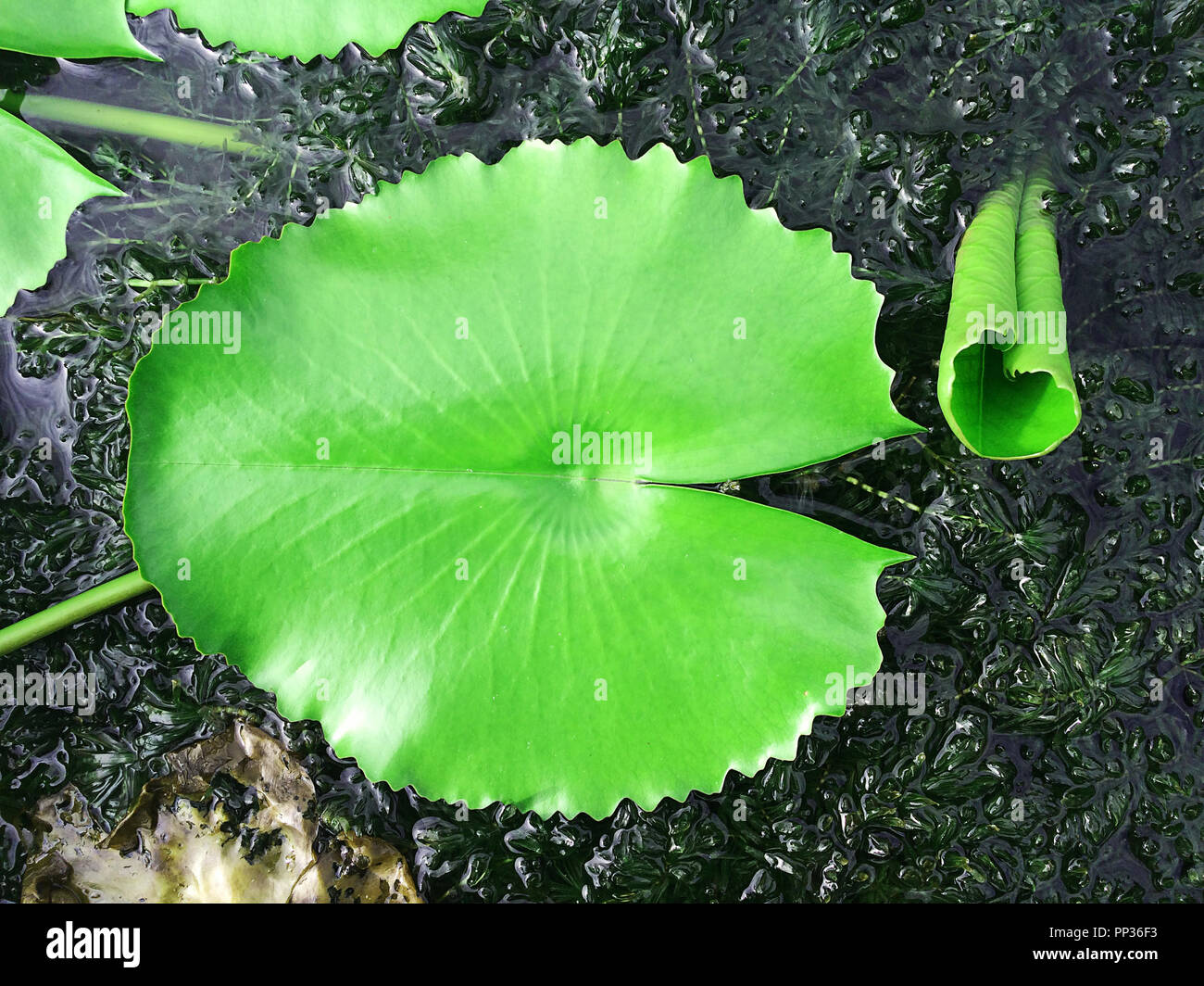 Lotus leaf floating on the water Stock Photo - Alamy