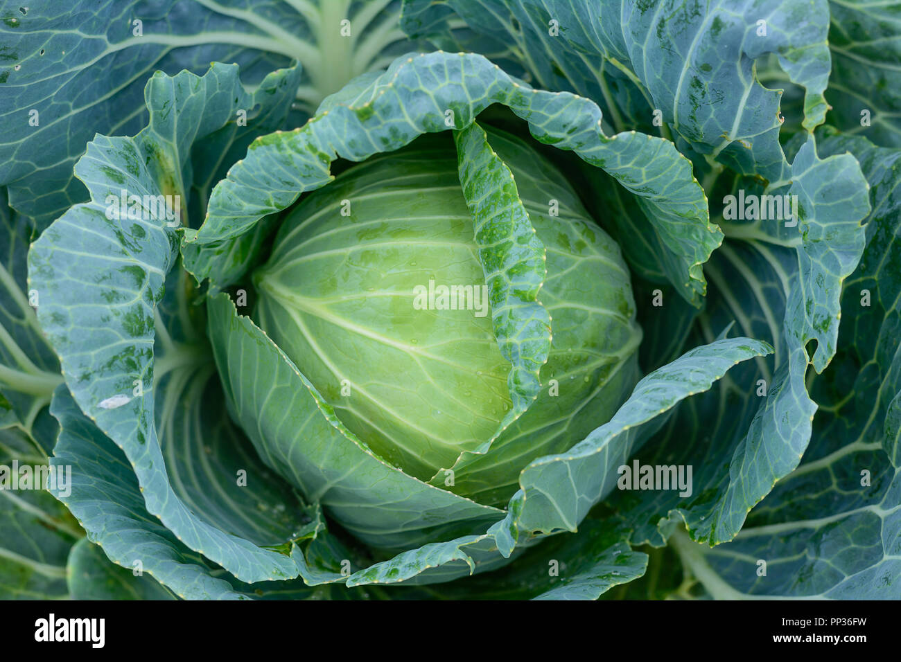 Full grown cabbage hi-res stock photography and images - Alamy