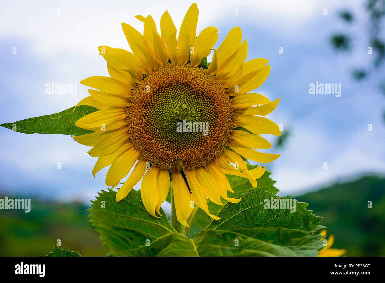 Sunflower blooming receive sunlight Stock Photo - Alamy