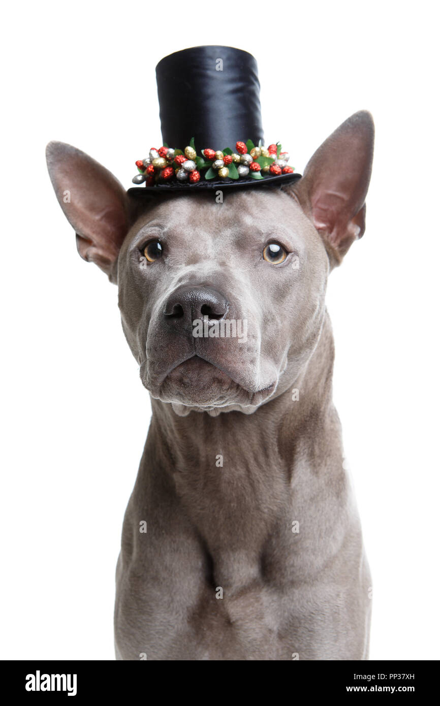 High big hat hi-res stock photography and images - Alamy