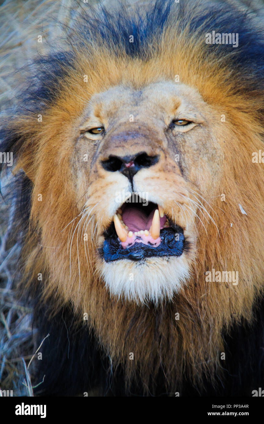 South Africa closeup of a lion screaming on savannah. Kapama private ...