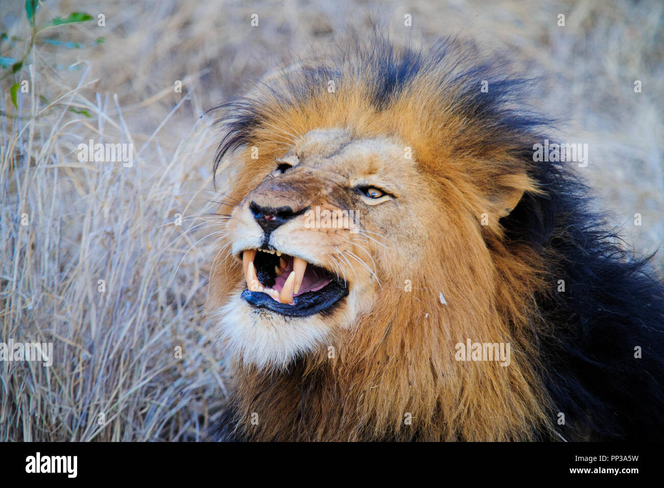 South Africa lion screaming on the savannah while lying. Kapama private ...