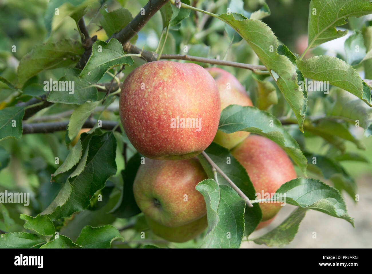 Apple tree fruit hi-res stock photography and images - Alamy