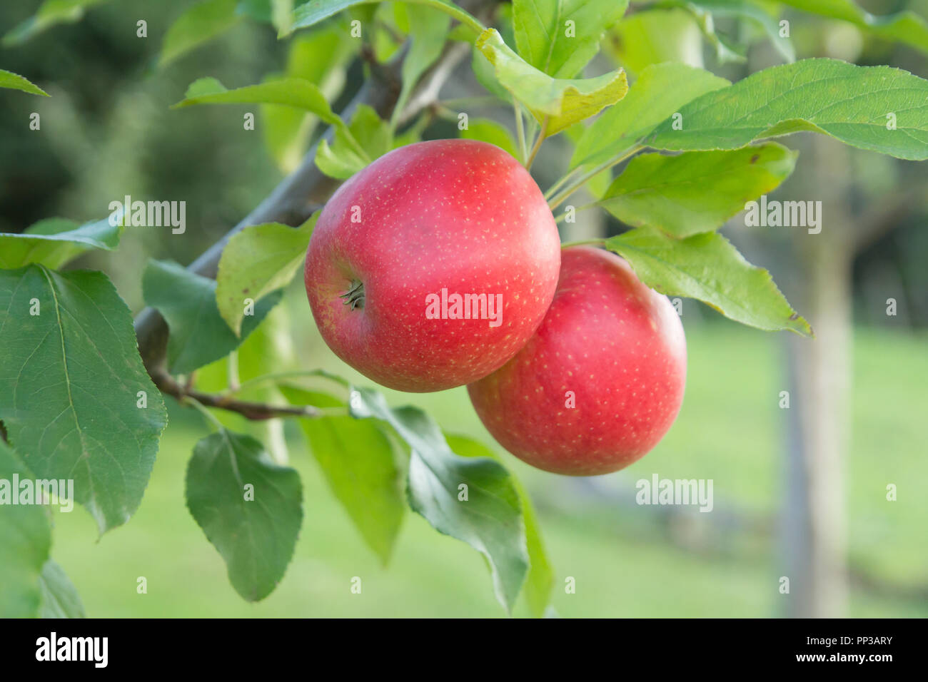 Apple garden garden hi-res stock photography and images - Alamy