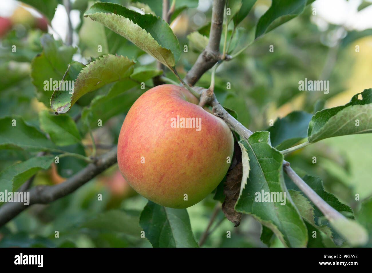 one apple growing on apple tree Stock Photo - Alamy