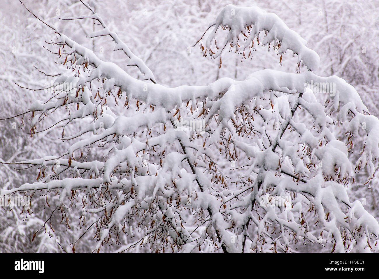 Snowy tree branches in forest after winter snowfall Stock Photo - Alamy