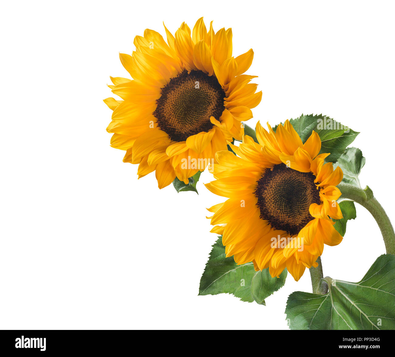 Double Sunflower High Resolution Stock Photography and Images - Alamy