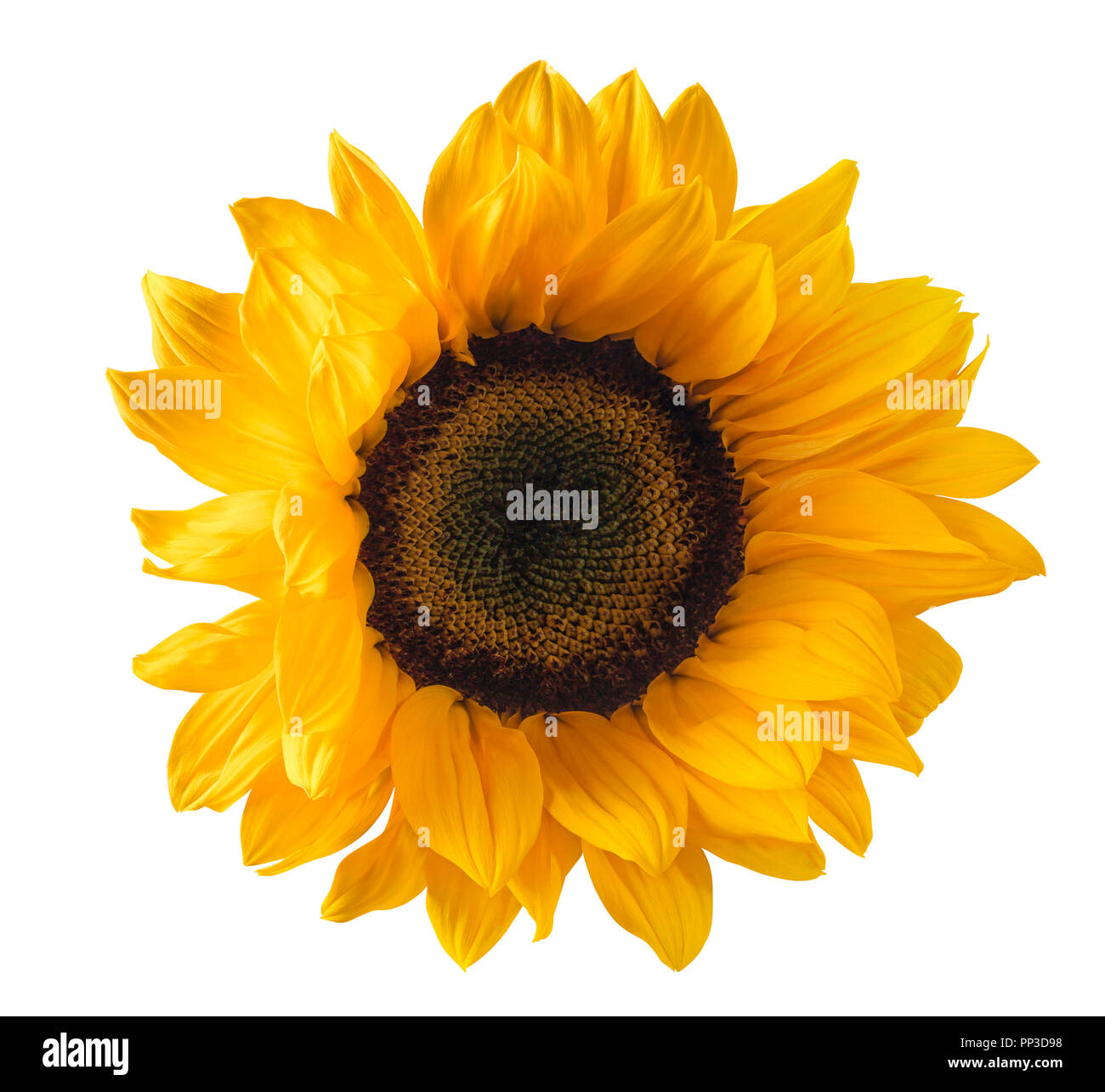 Plant on sun Cut Out Stock Images & Pictures - Alamy