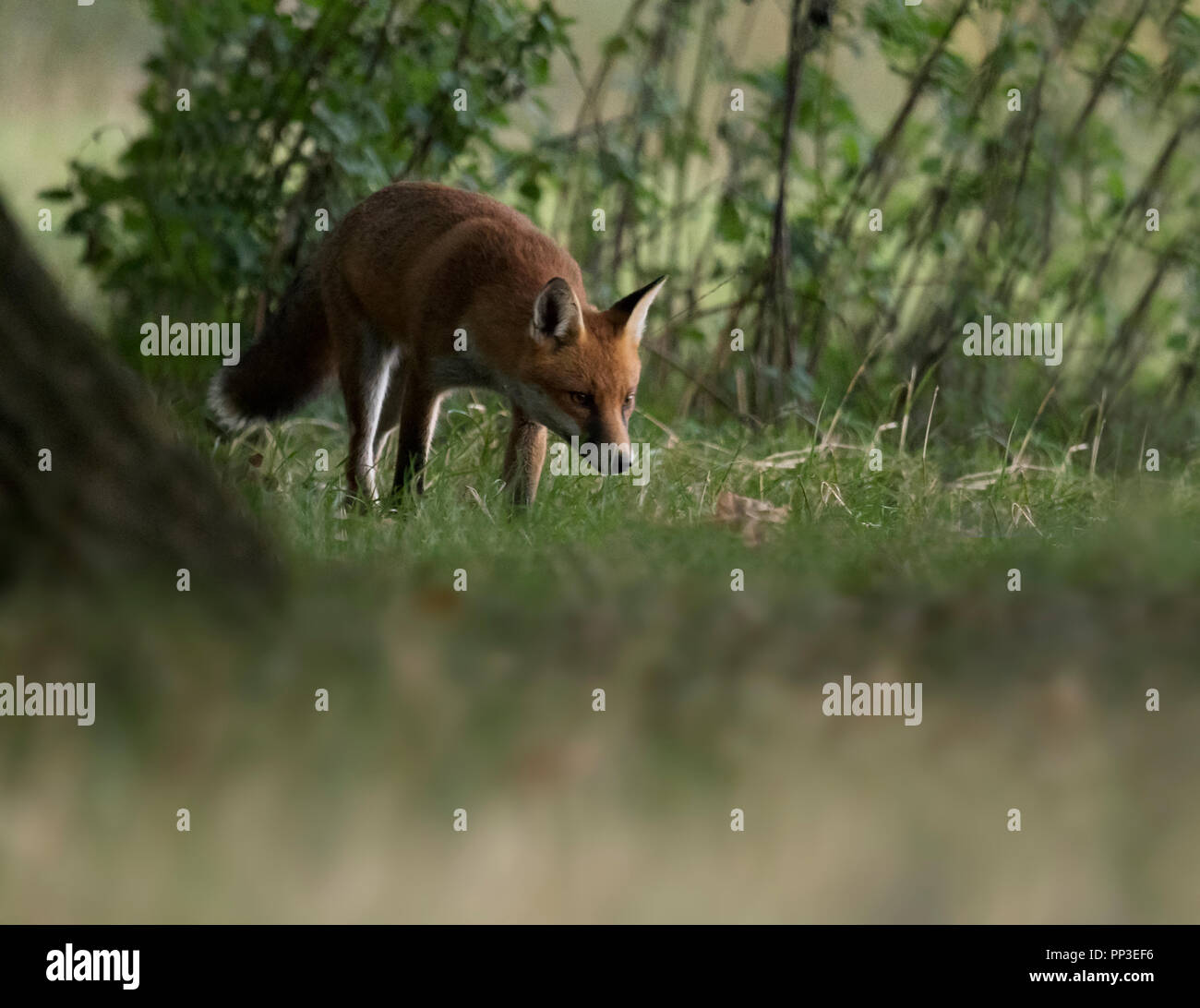 A wild Red Fox (Vulpes vulpes) stalking prey, Warwickshire Stock Photo ...