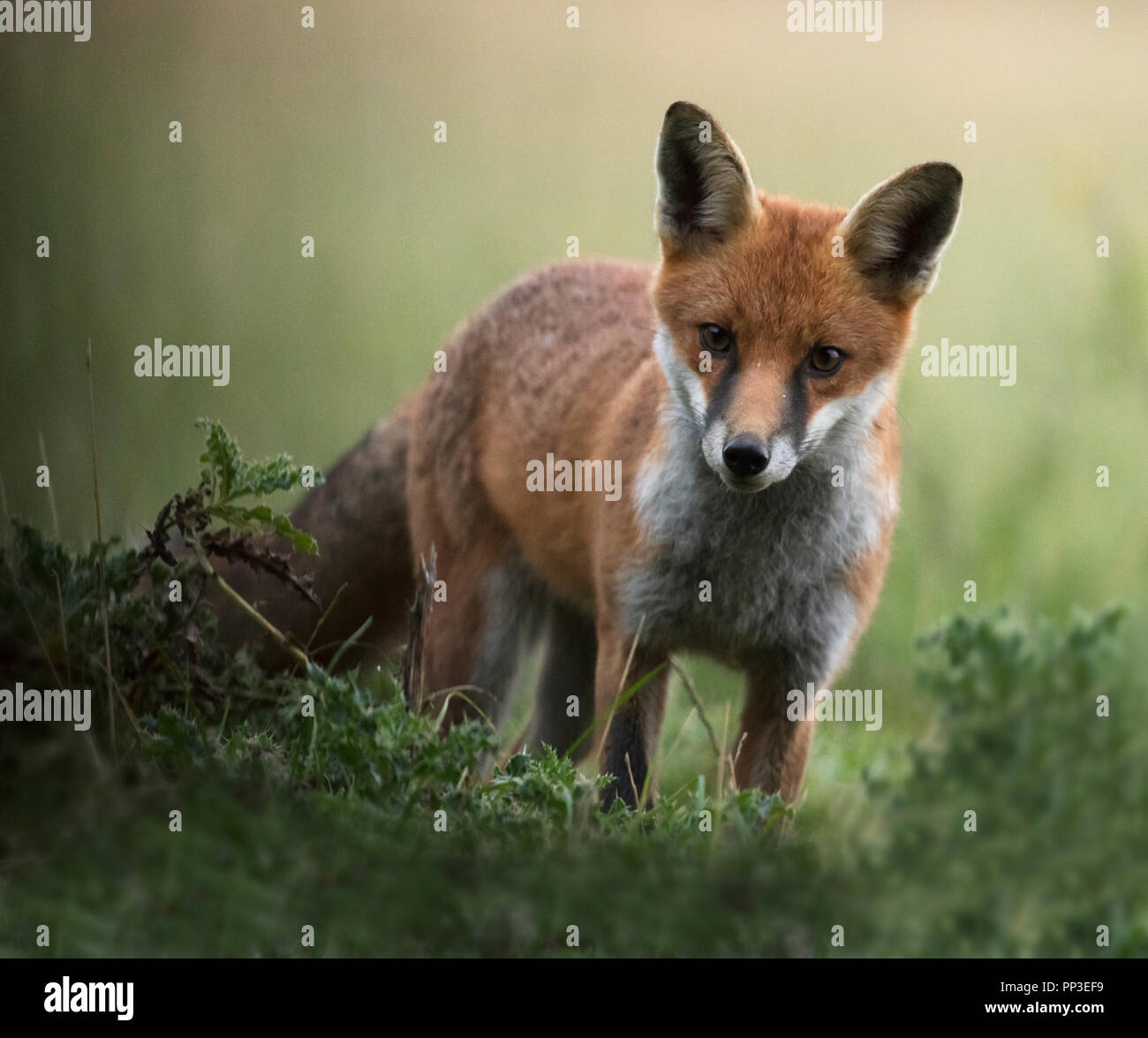 A curious wild Red Fox (Vulpes vulpes), Warwickshire Stock Photo - Alamy