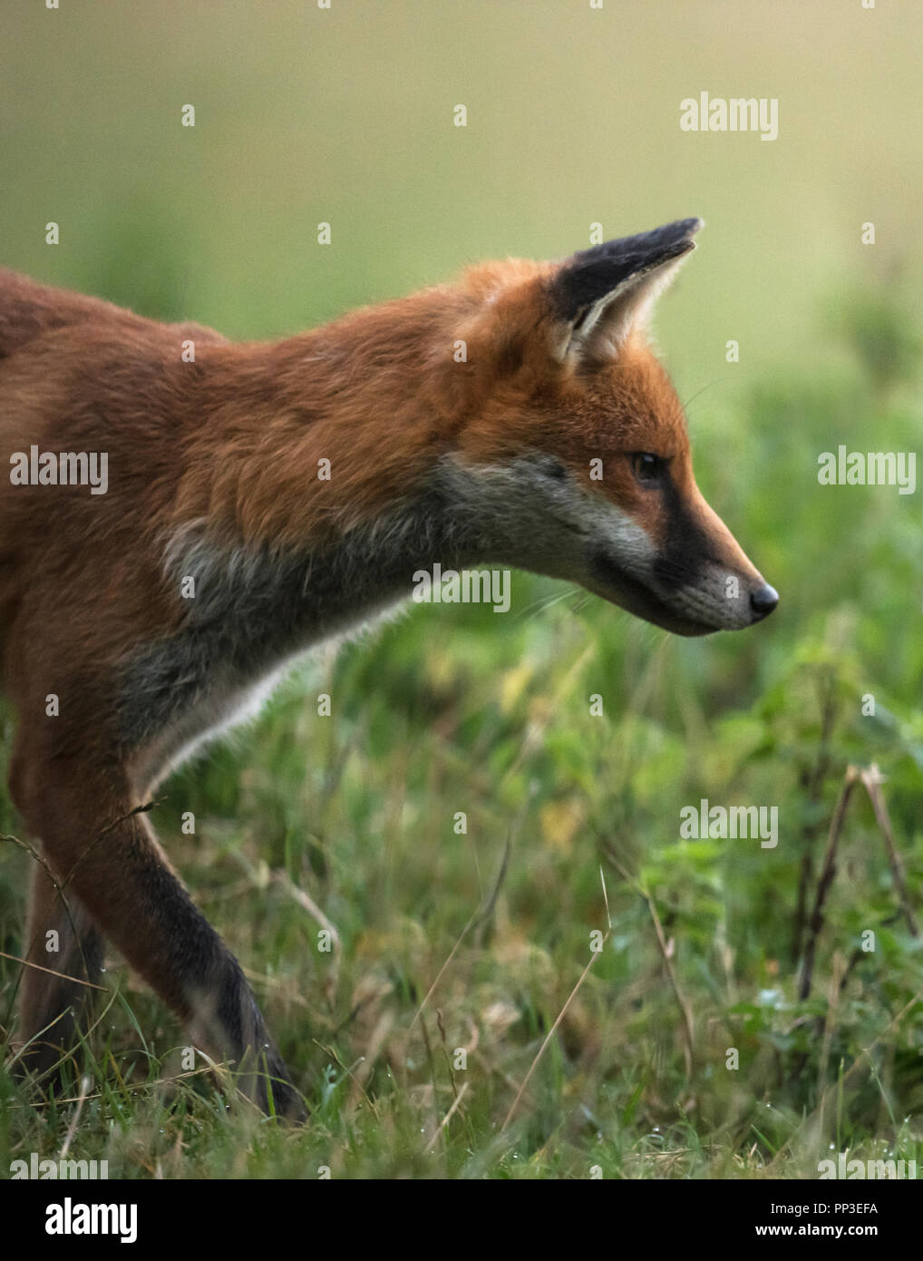 Red fox stalking hi-res stock photography and images - Alamy